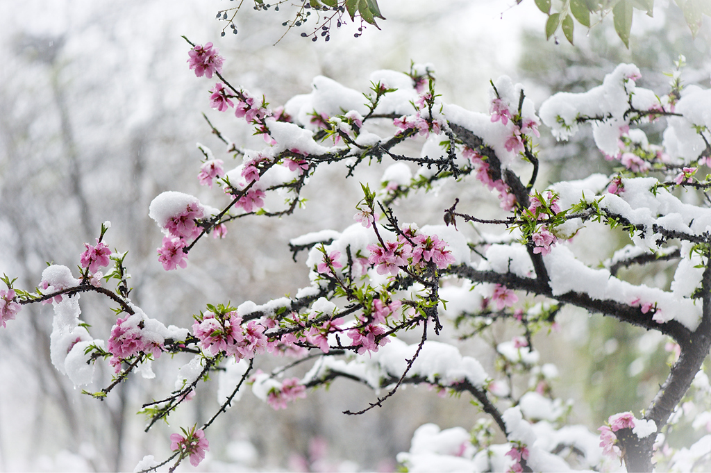 GitHub - 78qq666/Spring-Snow-App-Store: a new app store from fog(free man)