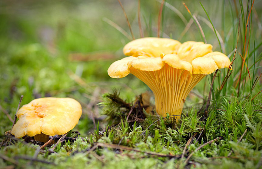 GitHub - hellga16/mushroom_expedition: Сайт, созданный за 6 часов с помощью Nova Pro 1.0, чтобы ...