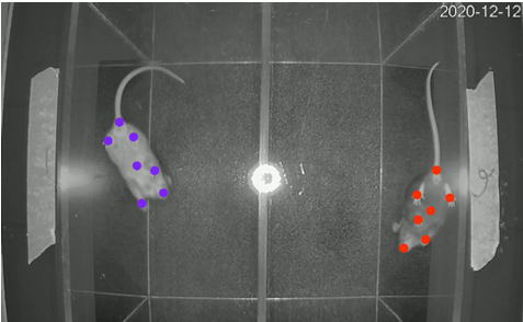GitHub - yanis-bencheikh/A-Computer-Vision-Approach-for-Parkinsonian-Gait-Detection: Machine ...