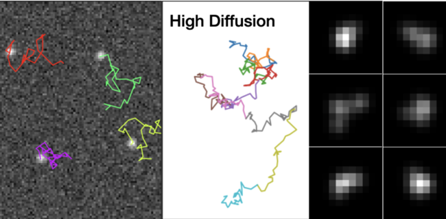 GitHub - Biomedical-Imaging-Group/MolecularDiffusion_MiViT: MiViT — Self-Supervised Learning of ...