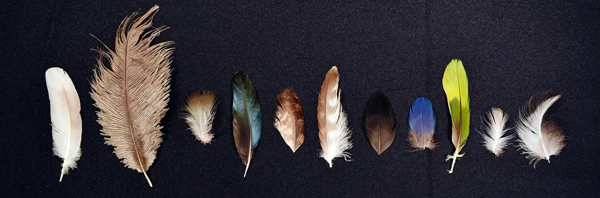 GitHub - CU-VarIS/feather-reflectance-dataset