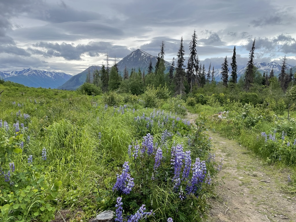 GitHub - AKEnvironment/Alaska-Roadless-National-Forest-Map: Want to know if your favorite hiking ...