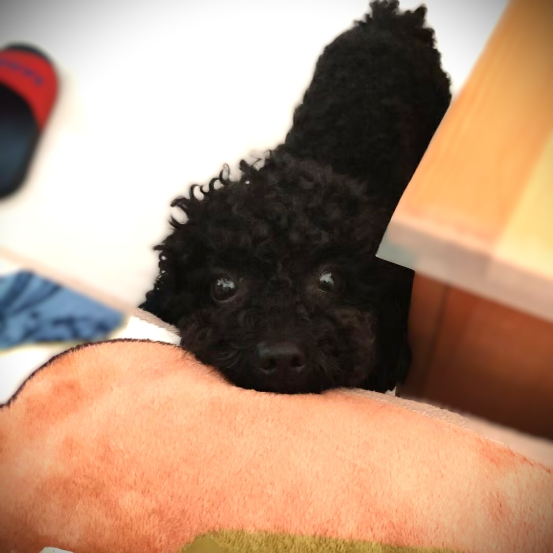 GitHub - JingweiTian1/nano-ISML-1.1