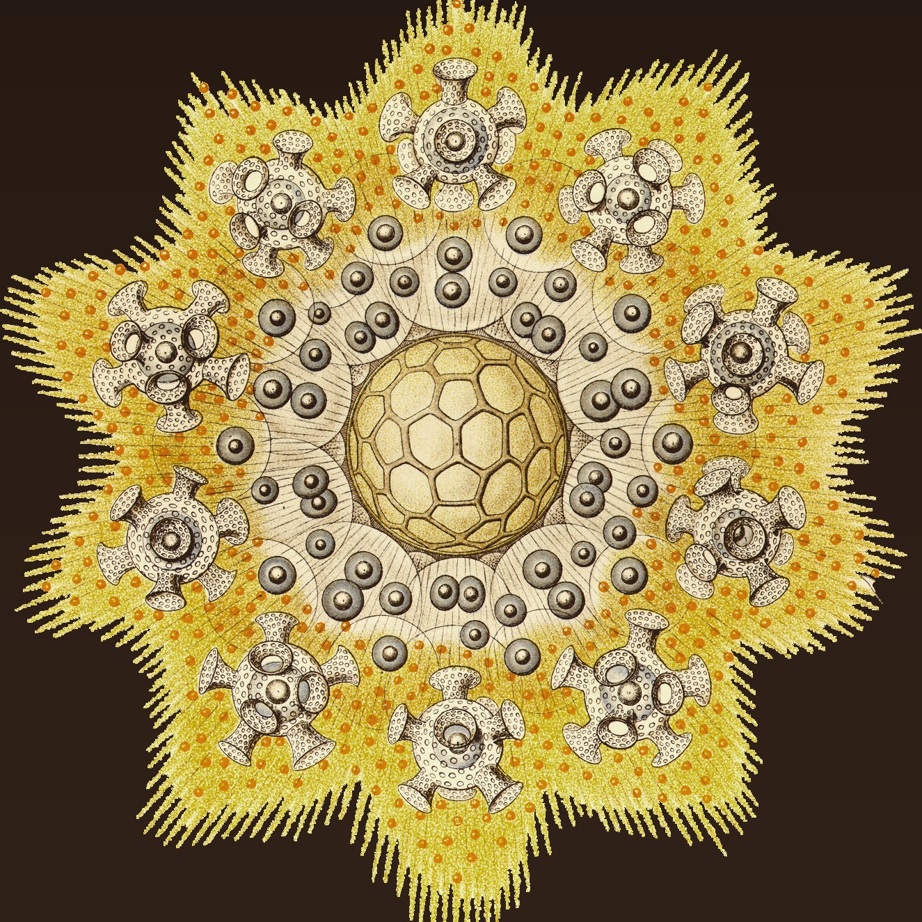 GitHub - thirdcreed/radiolarians: RTS game I prematurely quit because I found out Ernst Haeckel ...