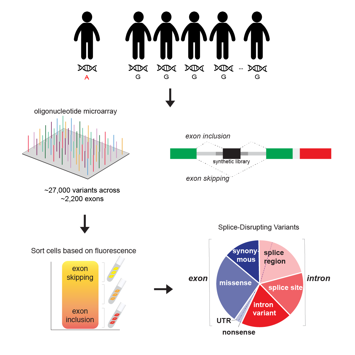 GitHub - KosuriLab/MFASS: Code to run analysis in "A Multiplexed Assay for Exon Recognition ...