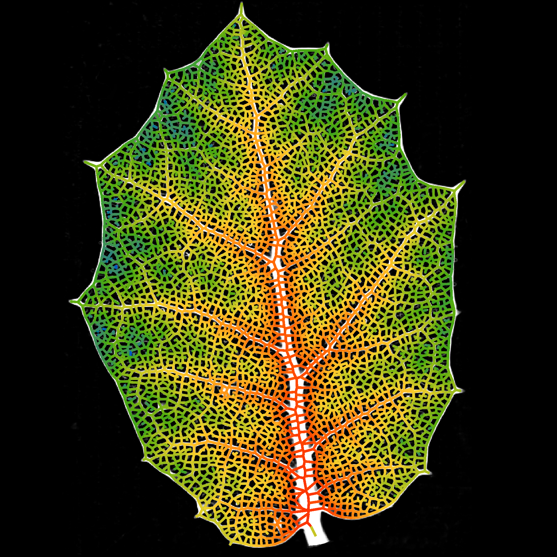 GitHub - markfricker/LeafVeinAnalysis: Network analysis of leaf veins ...