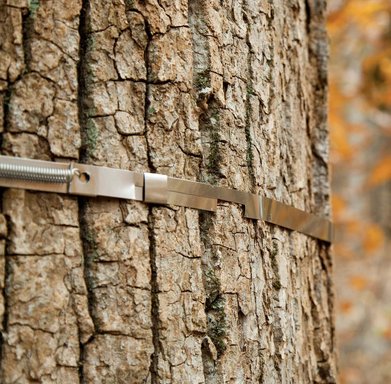GitHub - SCBI-ForestGEO/Dendrobands: This repository contains ...