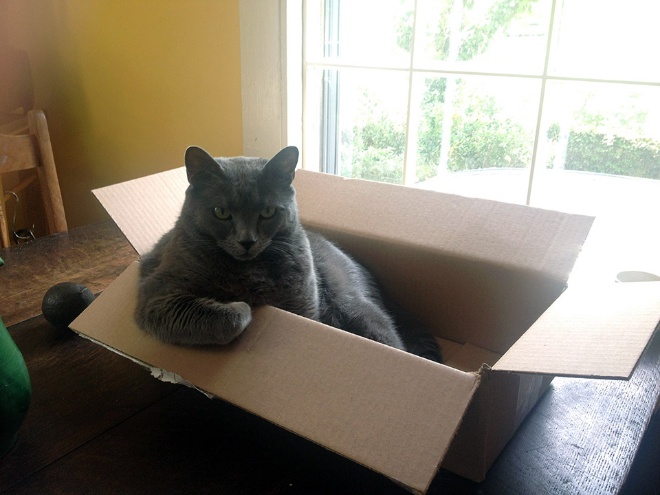 GitHub - russellsamora/render-d3-video