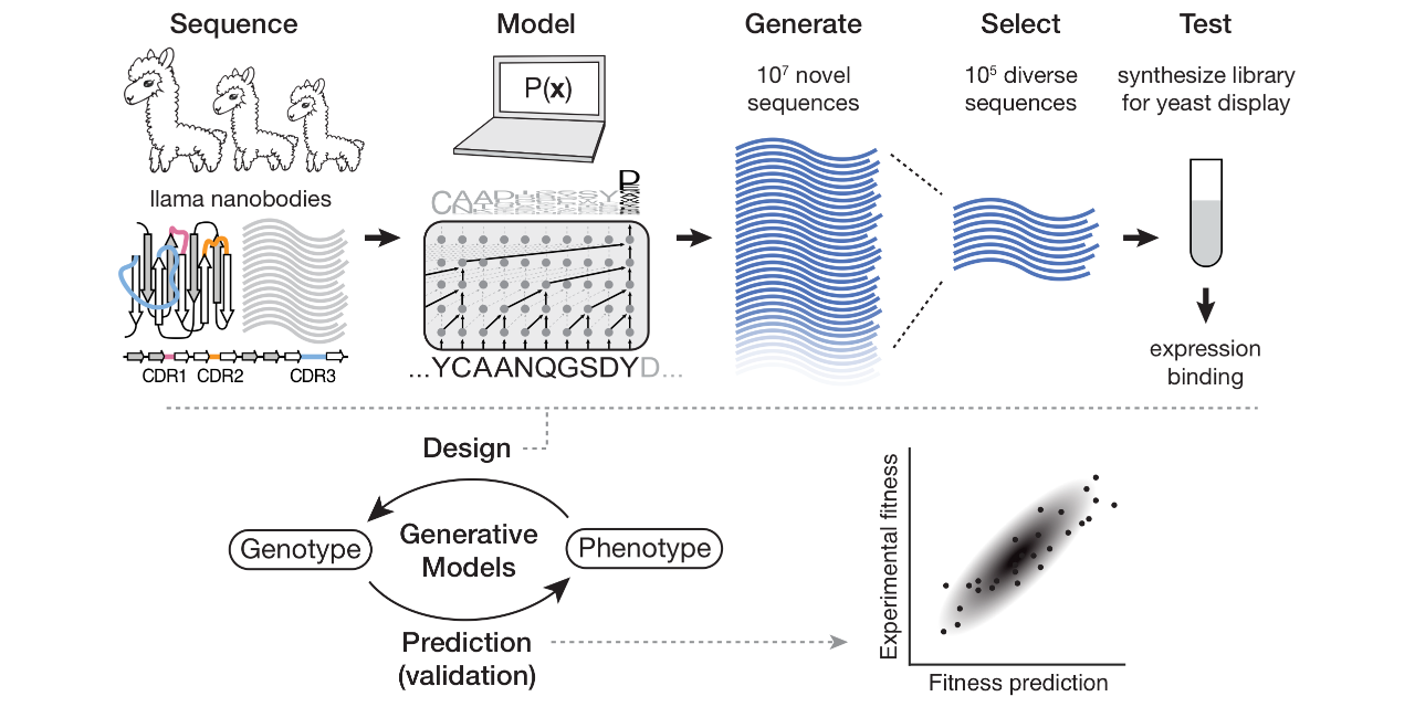 GitHub - aaronkollasch/seqdesign-pytorch: Protein design and variant prediction using ...