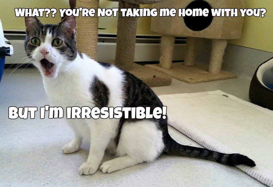 GitHub - arcana-lab/virgil