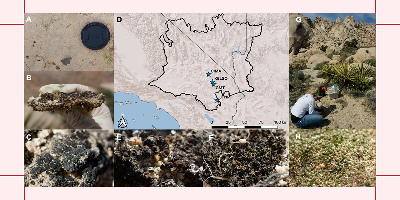 GitHub - stajichlab/MojaveCrusts_2019analysis: This is repo for Mojave crusts analysis including ...