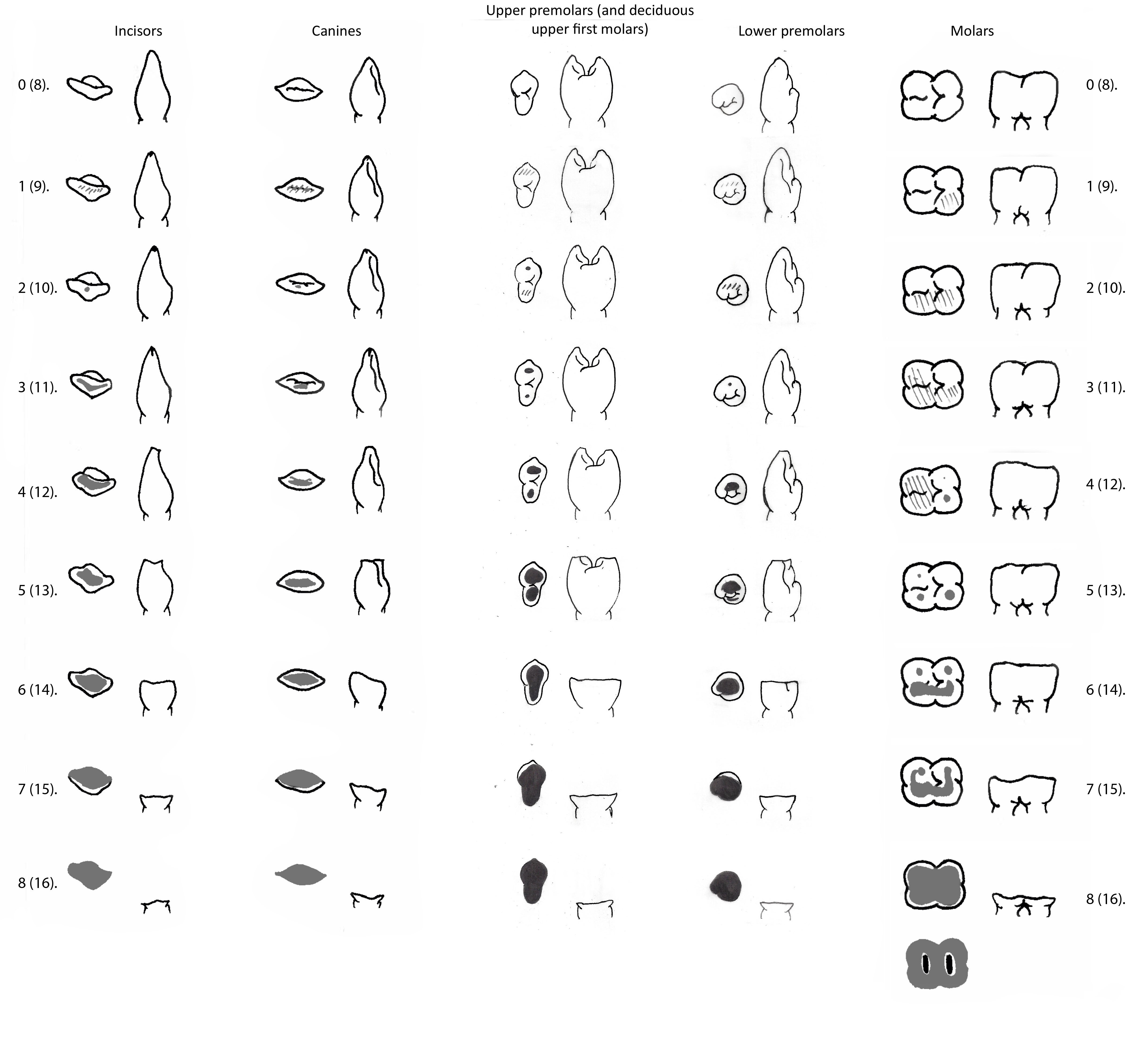 age-prediction · GitHub Topics · GitHub