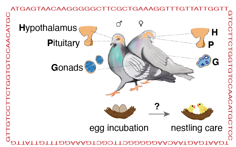 GitHub - macmanes-lab/DoveParentsRNAseq: Characterizing the neurogenomics of parental care in ...