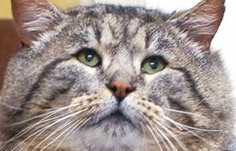 GitHub - daverbuj/CHONK