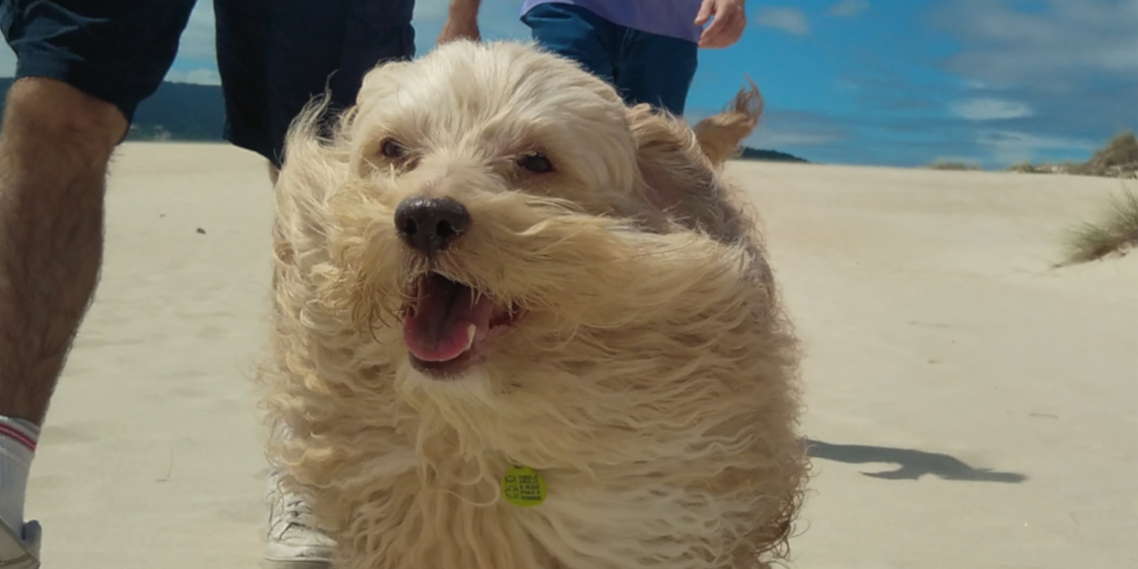 GitHub - riera90/Pancho: 🐶 Pancho, A Non Conventional Home Online