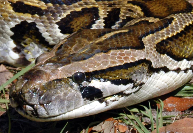 GitHub - road-cycling/pythonInterpreter