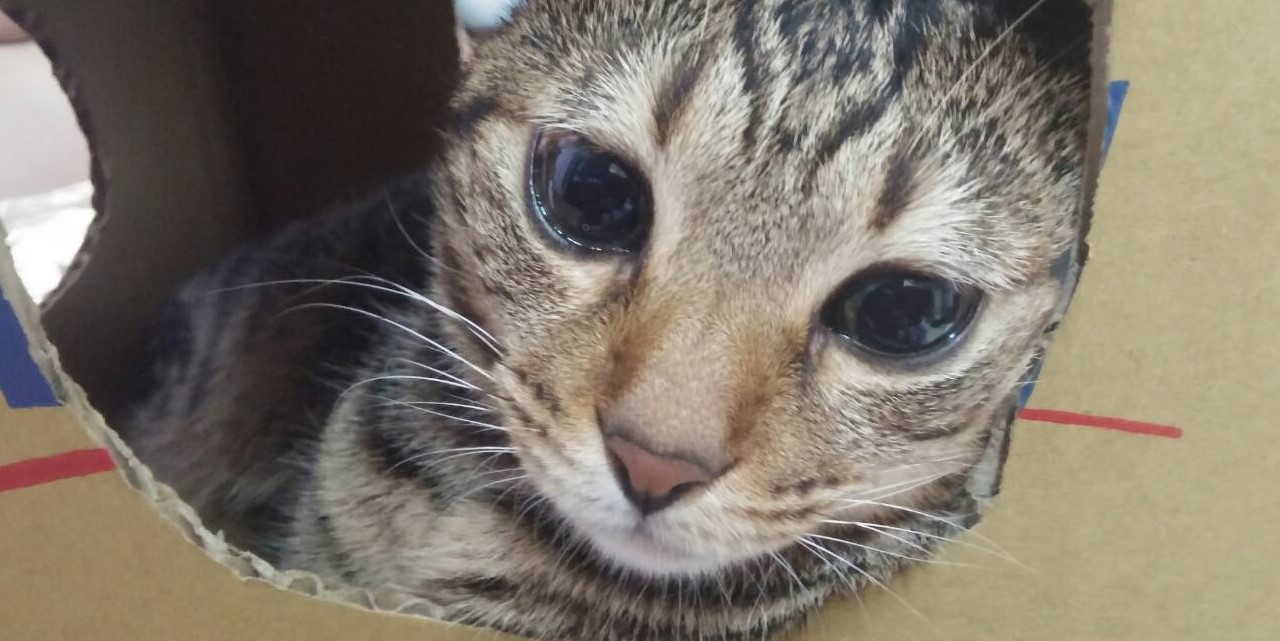 GitHub - Phate334/box-office-tw: :movie_camera: 每週全國電影票房資料