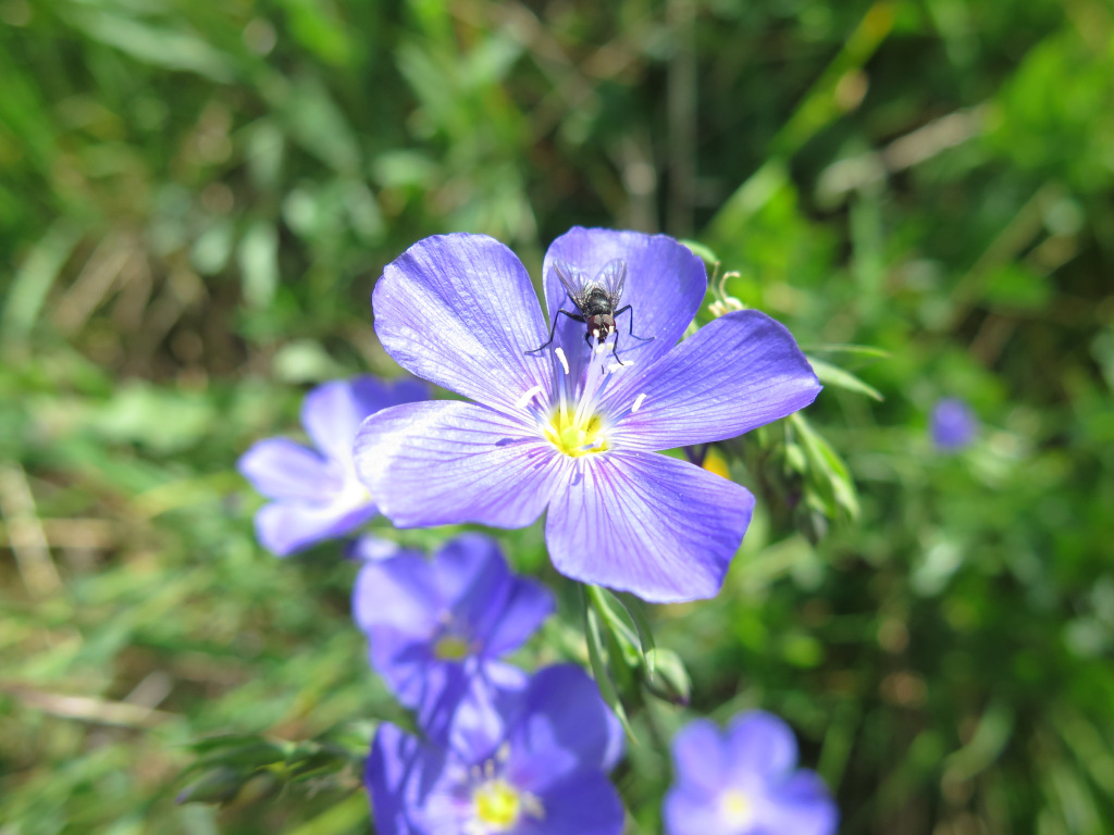 GitHub - oysteiop/PollinatorInteractions: Using hierarchical joint models to study reproductive ...