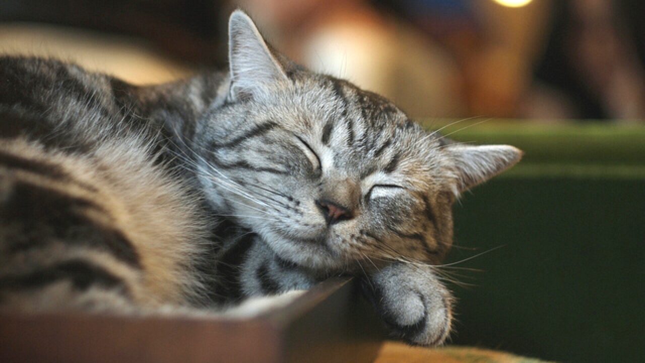 GitHub - JuiceFV/Cats_Queue_Management_System: It was a test-task by ...