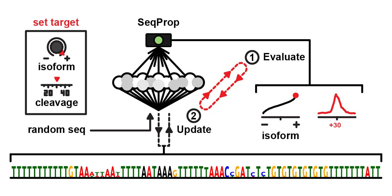 Github Johliseqprop Stochastic Sequence Propagation A Keras Model For Optimizing Dna Rna 0485