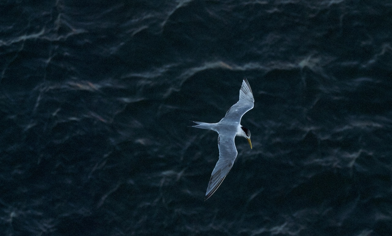 GitHub - Spookpadda/great-gitpit: A sandpit for Bash shell scripts (Coursera, Johns-Hopkins ...