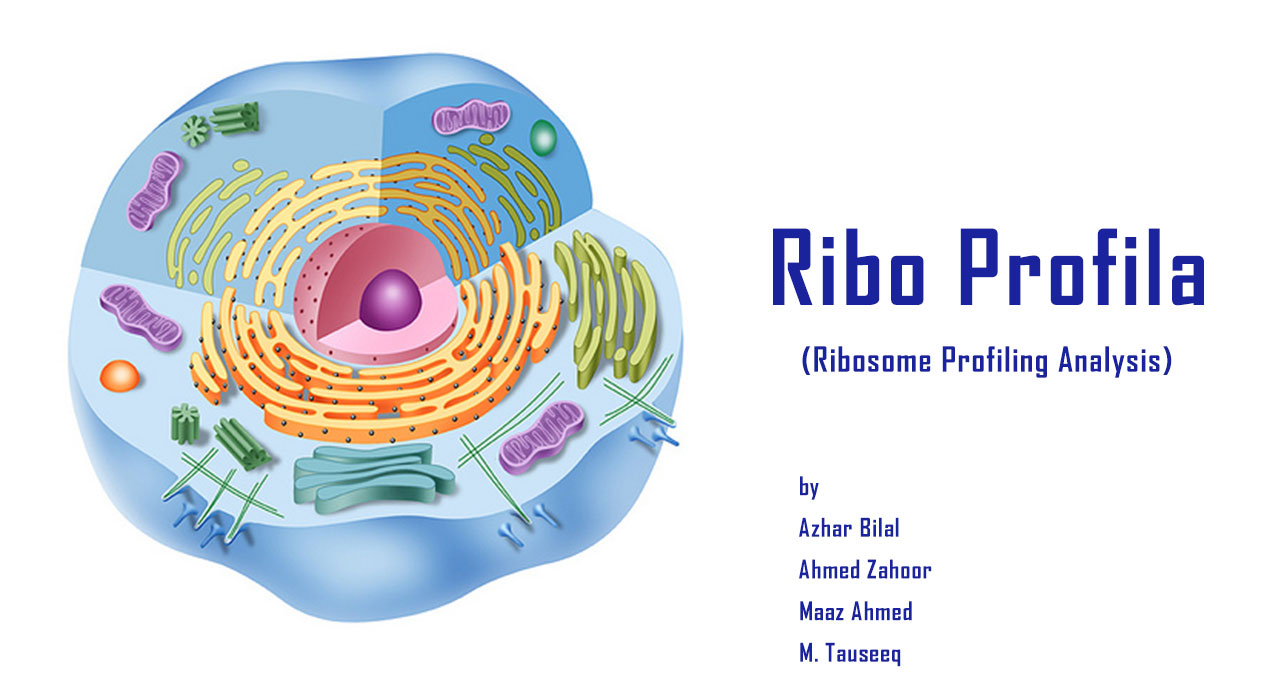 GitHub - tauseeqmagsi/Riboprofila: Ribosome profiling, or ribo-seq, is ...
