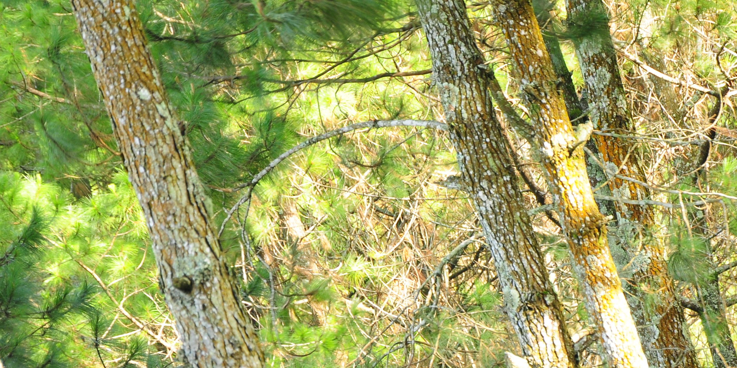 tree-health-census/tree_census_final_report.pdf at master · annafin ...