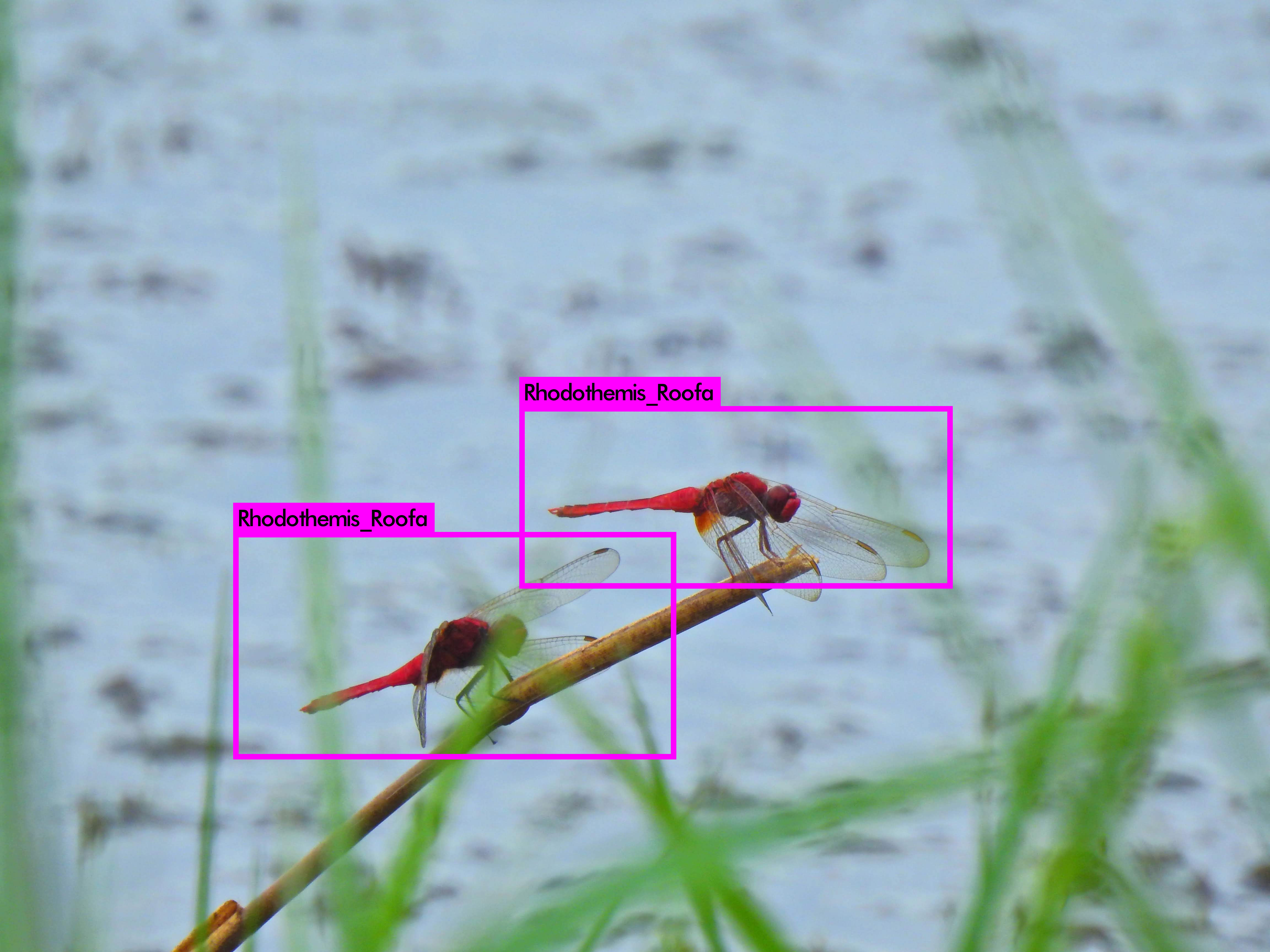 Github Robinjacobroyodonatadetection Code Repository For Mphil Project