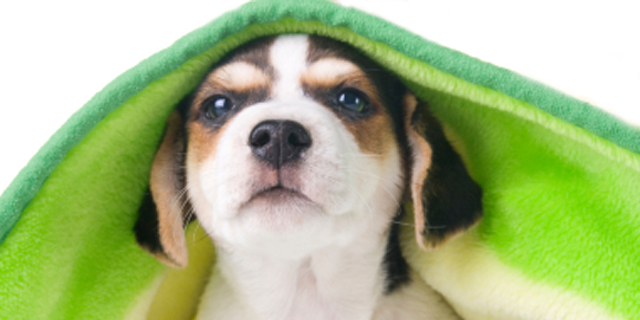 GitHub - mnuovo/sfg-pet-clinic: SFT Pet Clinic