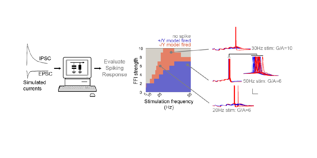 GitHub - apfdomanski/Thalamocortical-Synaptic-Integration-in-Fmr1-KO-cortex: A suite of NEURON ...