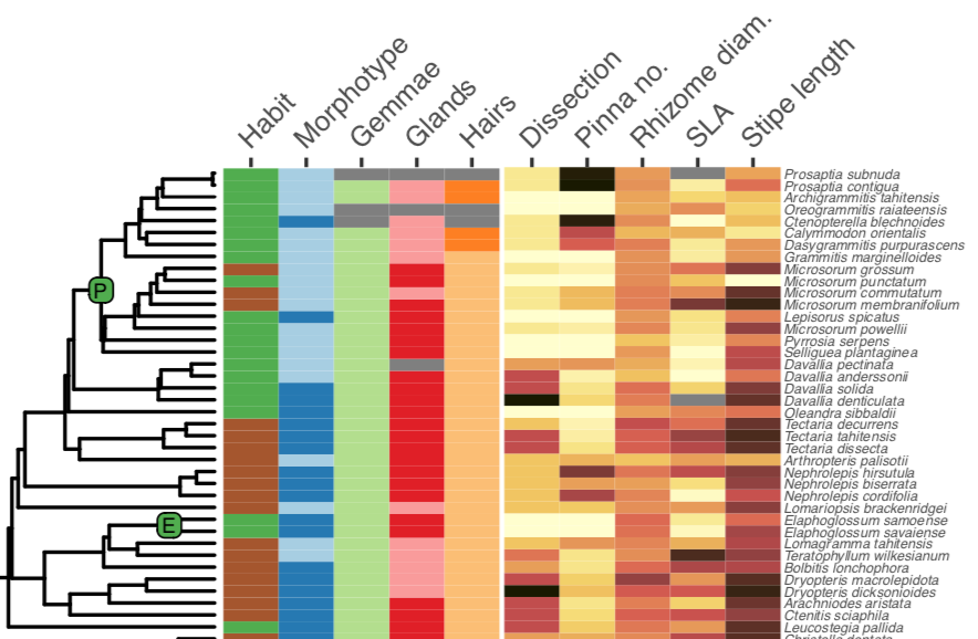 GitHub - joelnitta/canopylife: Life in the canopy: Community trait ...
