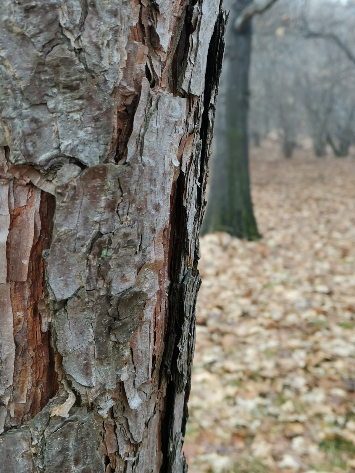 saint-build · GitHub Topics · GitHub