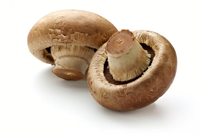GitHub - MosaabMuhammed/Mushroom-Classification: Determine whether is the mushroom is poisonous ...