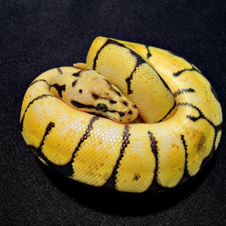 GitHub - MehdiN/snakes-classification: Convolutionnal Neural Network ...