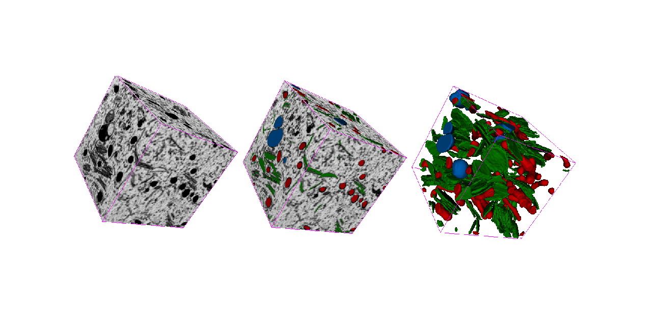 GitHub - MancaZerovnikMekuc/UroCell: Volumetric data obtained with ...