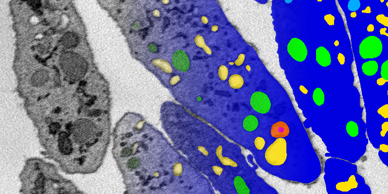 GitHub - bio3d-vision/bio3d-vision.github.io: Segmentation datasets from 3D biological microscopy