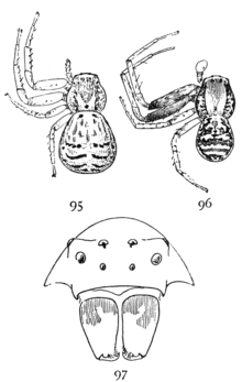GitHub - konstantin-pauk/Xysticus-triguttatus: The three-banded crab spider, is a species of ...