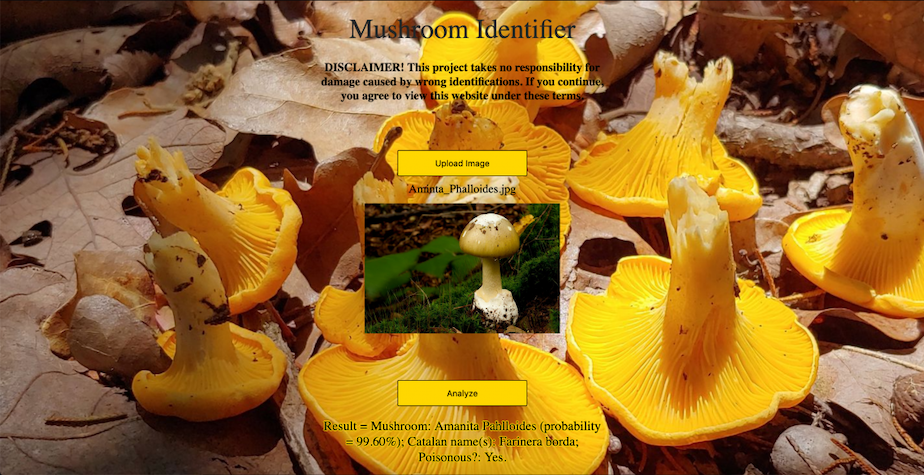 GitHub - maurice1979/mushroom-identifier: Mushroom Image Classification ...