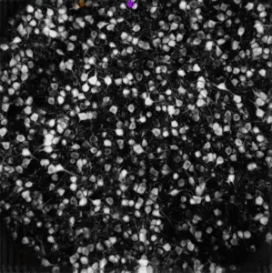 GitHub - richard-warren/cellfie: CELL FIndEr segments neurons in ...