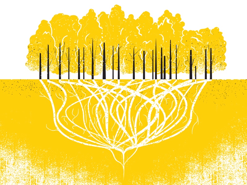 GitHub - colapiombo/pando: PHP library for handling tree structures