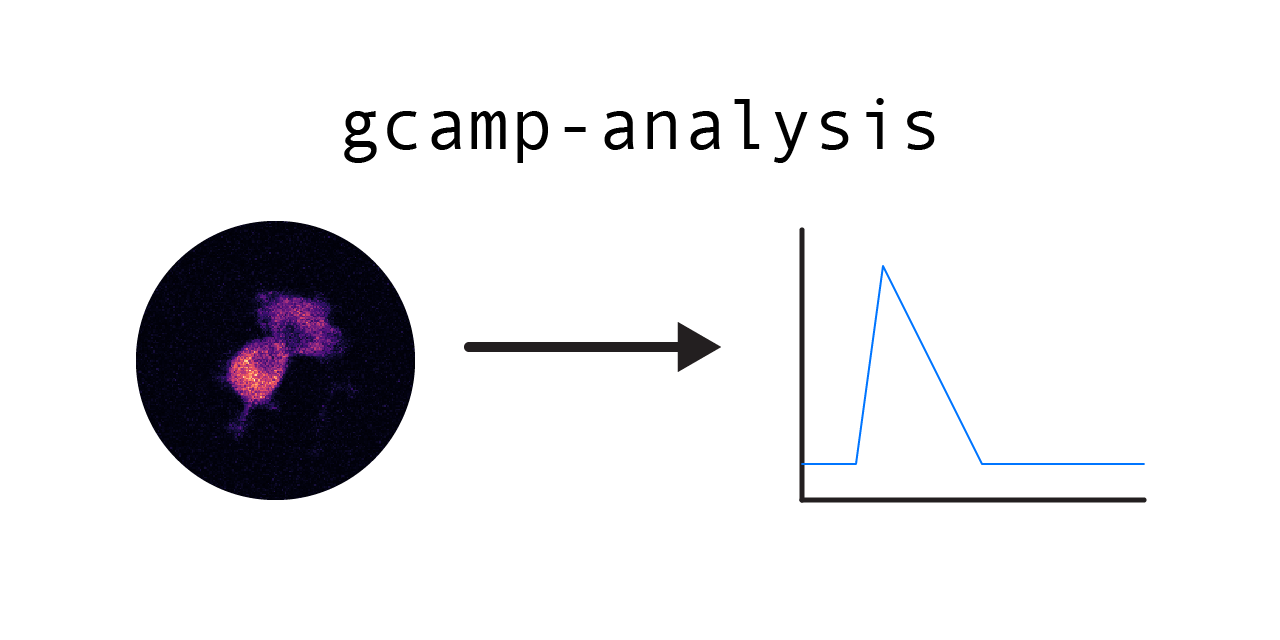 GitHub - weinberz/gcamp-analysis: Segmentation and analysis code for ...