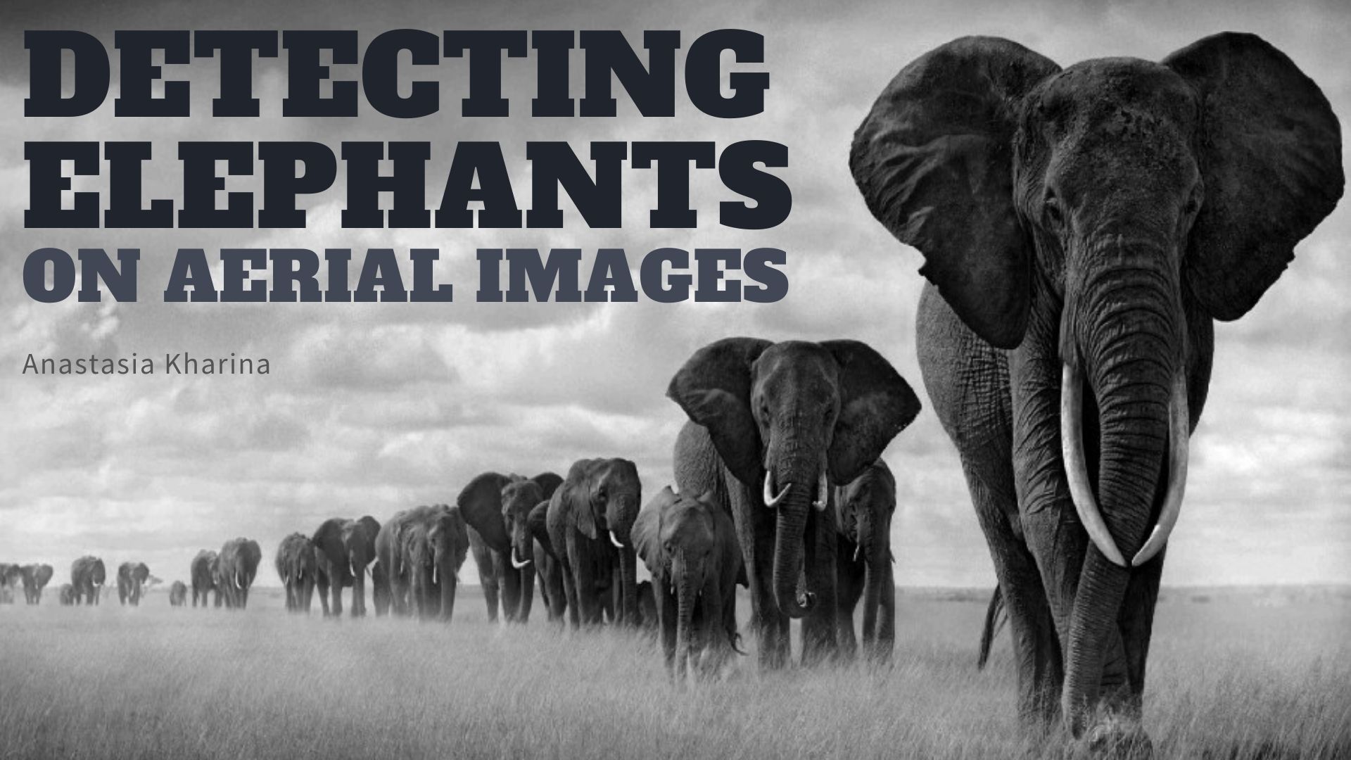 GitHub - akharina/elephant_detection: Using Keras-Retinanet to detect ...