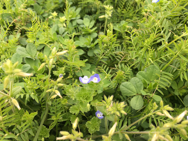 Github Kazamoritry Openapi Generator Cli Sample Repository To Run Openopenapi Generator Cli