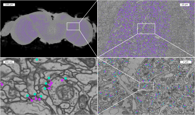 GitHub - funkelab/synful_fafb