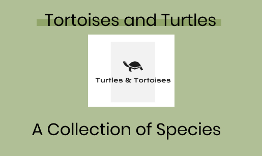 GitHub - MeRichard123/TurtlesTortoises: Recreated an old project from ...