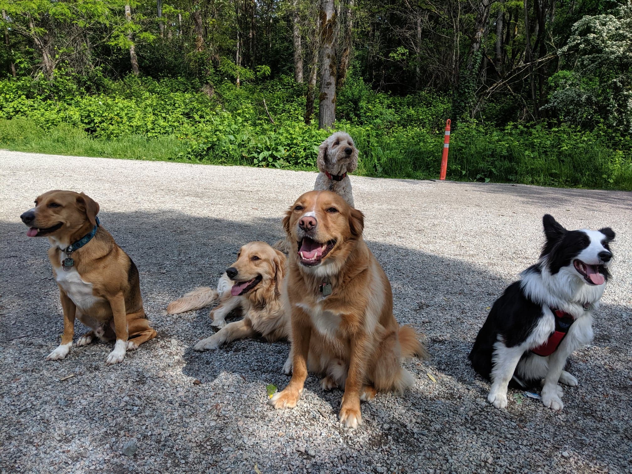 Github Dy Lin Dogs Test Repository For Biof 540