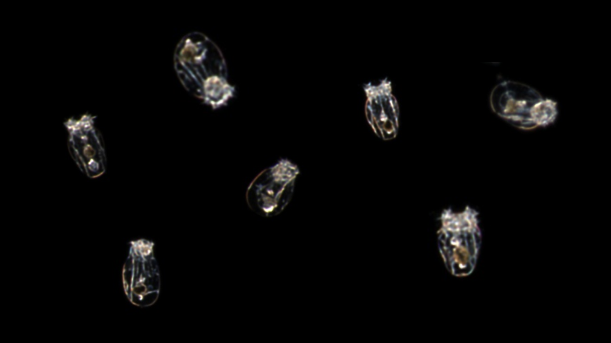 GitHub - mbaityje/plankifier: Code for plankton dataset creation and classification