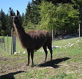 Github Billyblbl Epitech Zia Api Candidate Candidate For The Zia