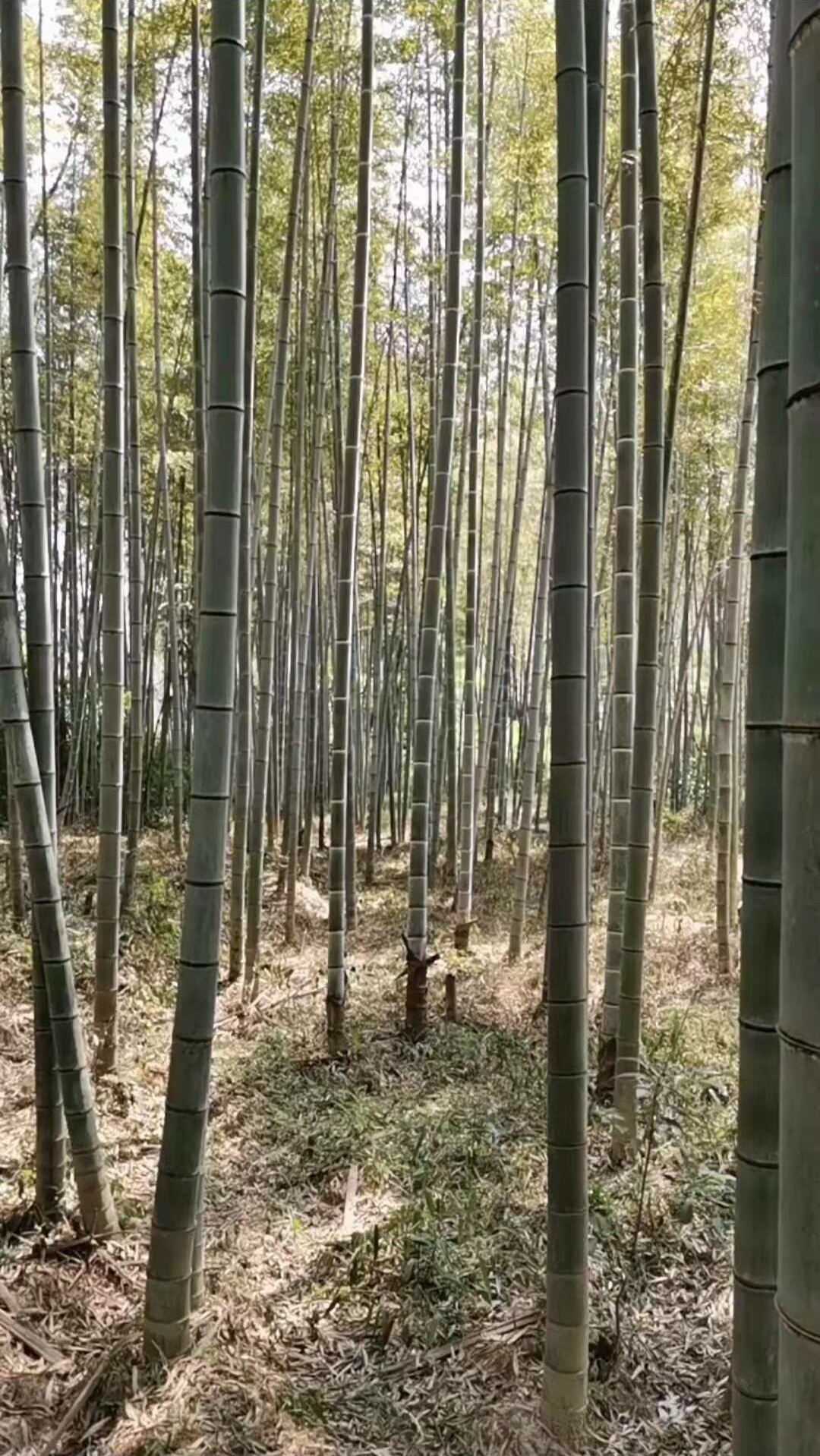 GitHub - wzh656/gobang: 4D五子棋：创新与经典的烧脑结合，体验与众不同的五子棋艺术