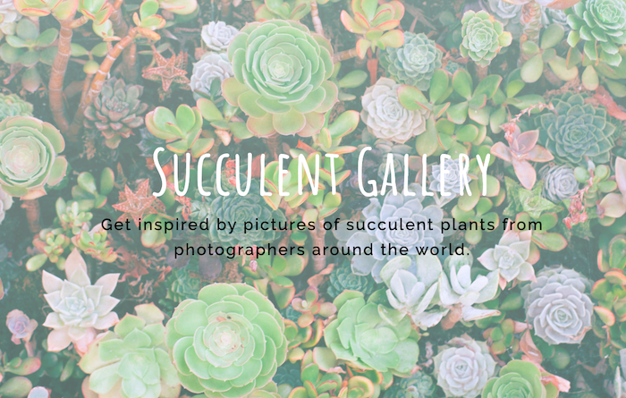 GitHub - YaninaTrekhleb/succulent-gallery: Succulent plants gallery.